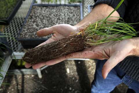 SF Plant Finder website aids growth of native plants