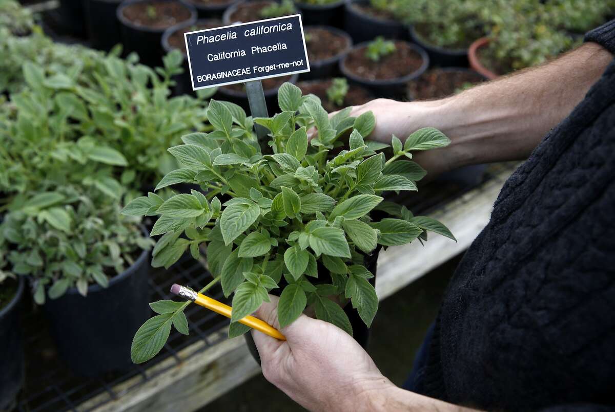 SF Plant Finder website aids growth of native plants