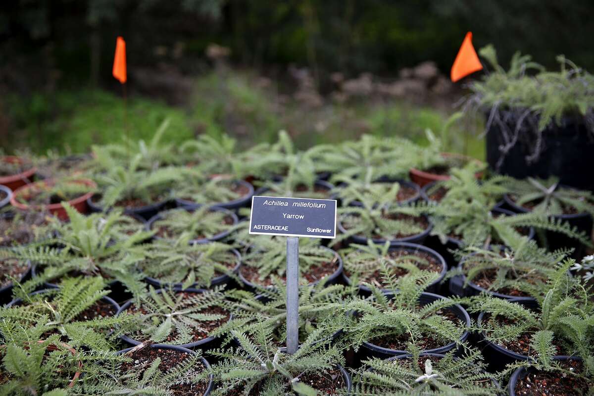 SF Plant Finder website aids growth of native plants