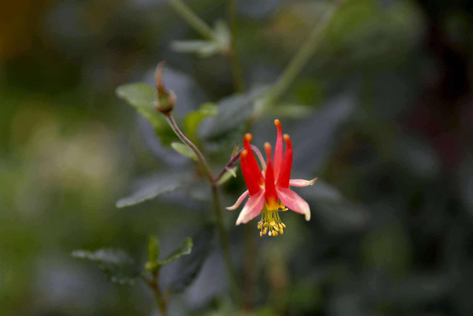SF Plant Finder website aids growth of native plants