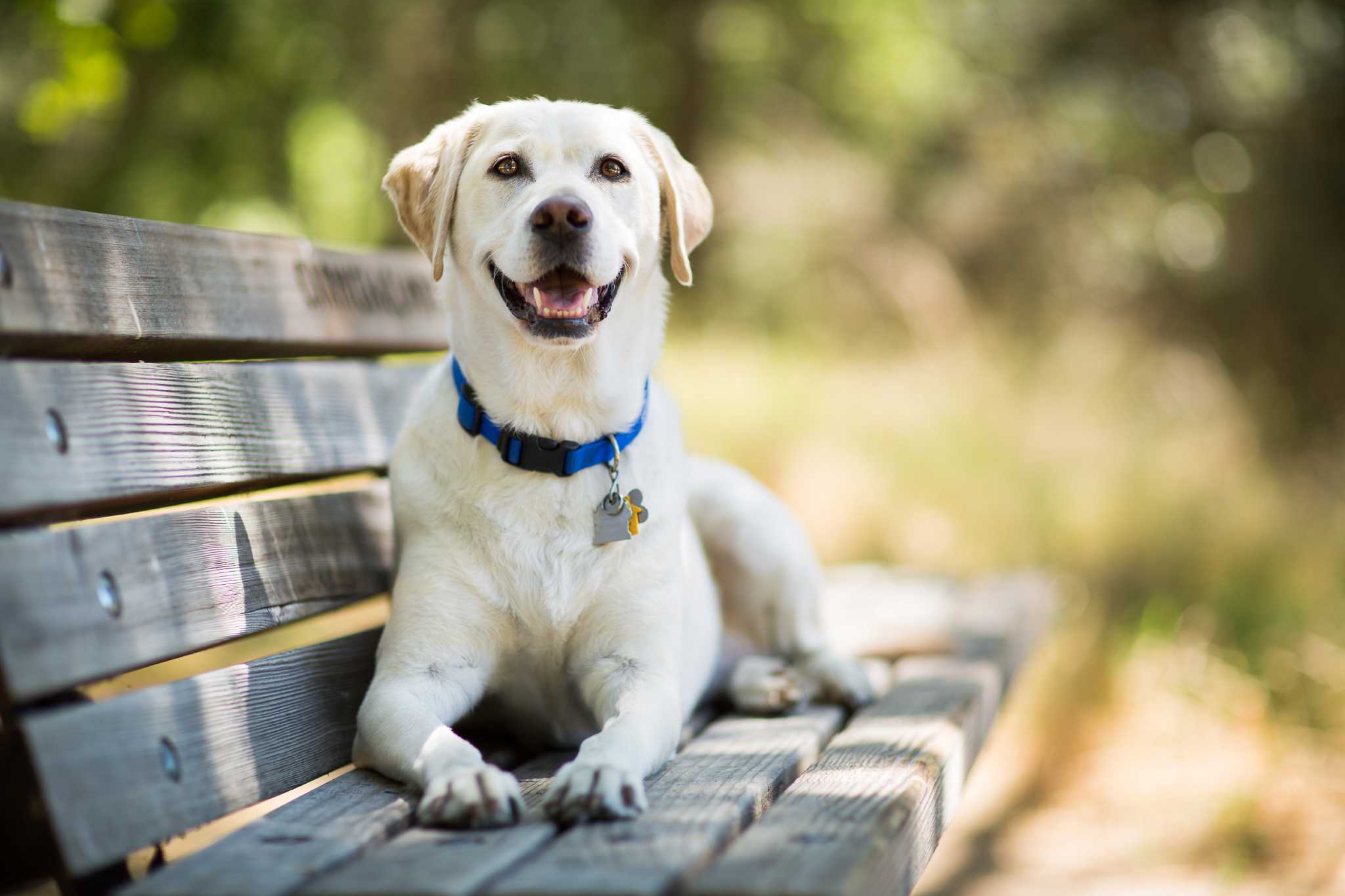 Houstonians have a preferred dog breed, according to the American ...