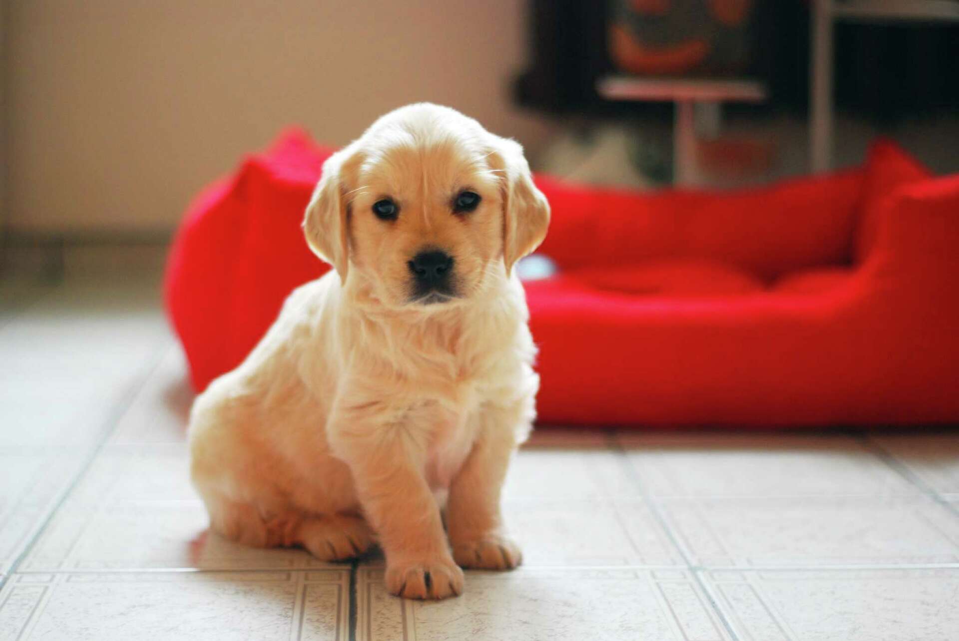 Dog names that perfectly define what it means to be from Texas