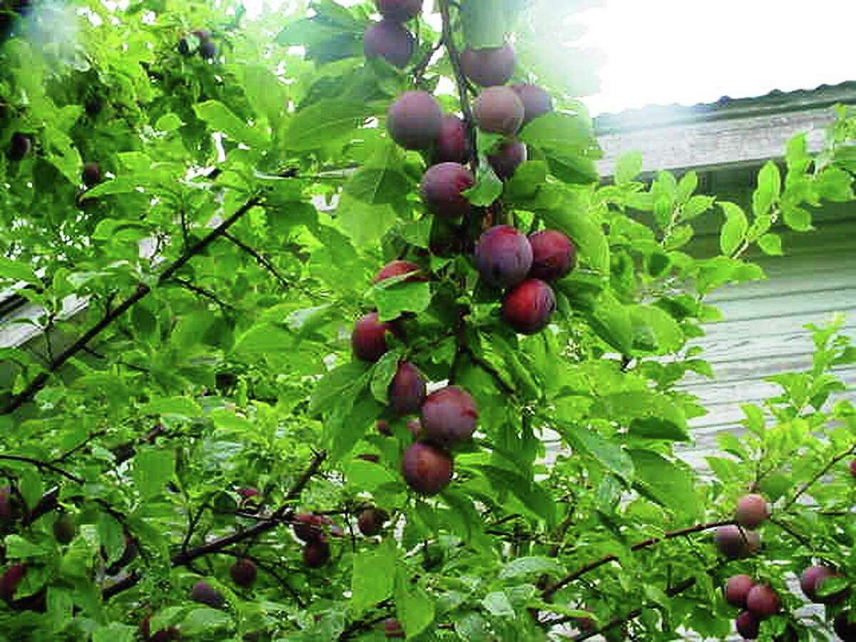 Edible plants add beauty — and tastiness — to gardens