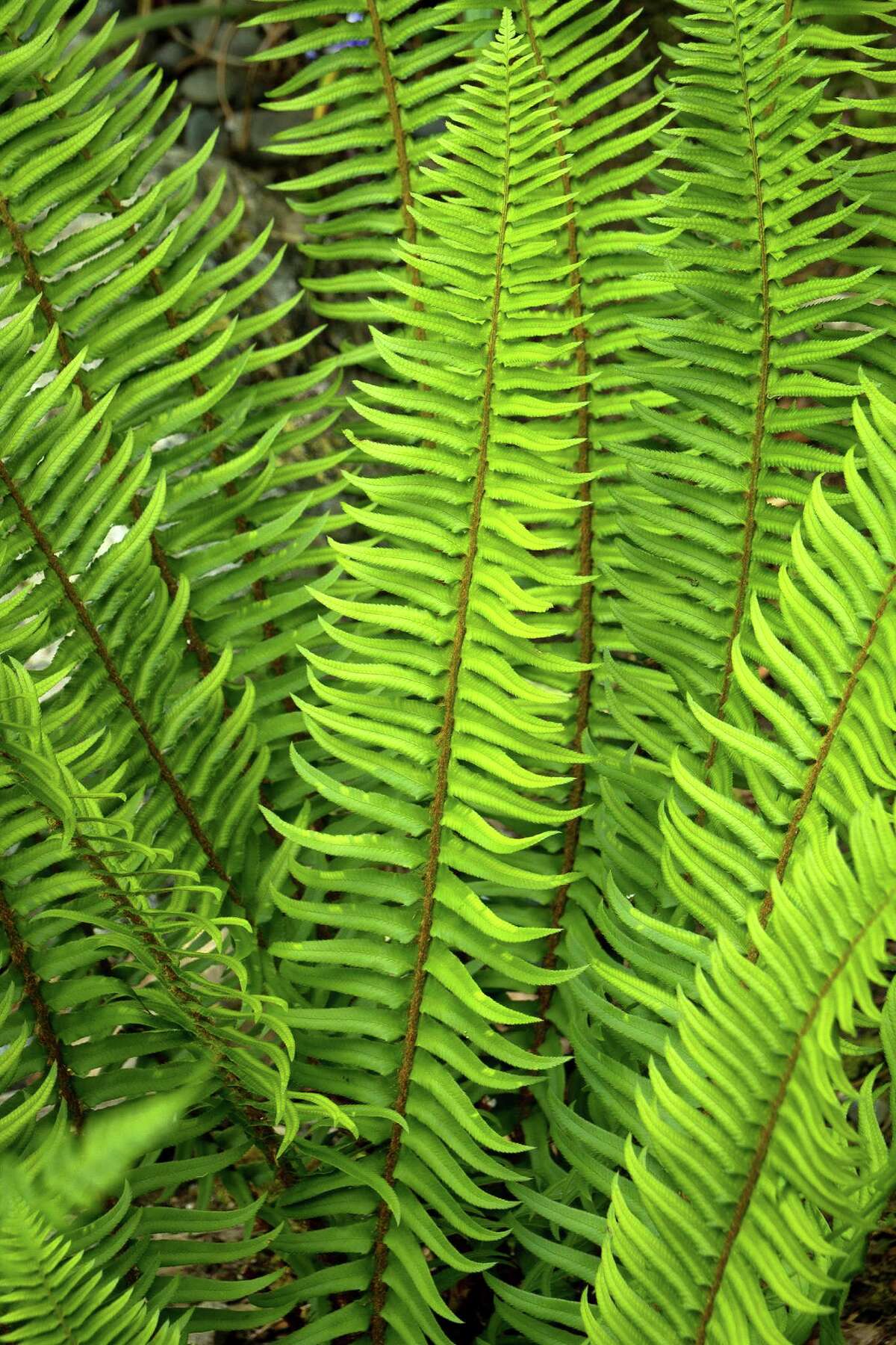 Ferns are easy plants for Houston's climate