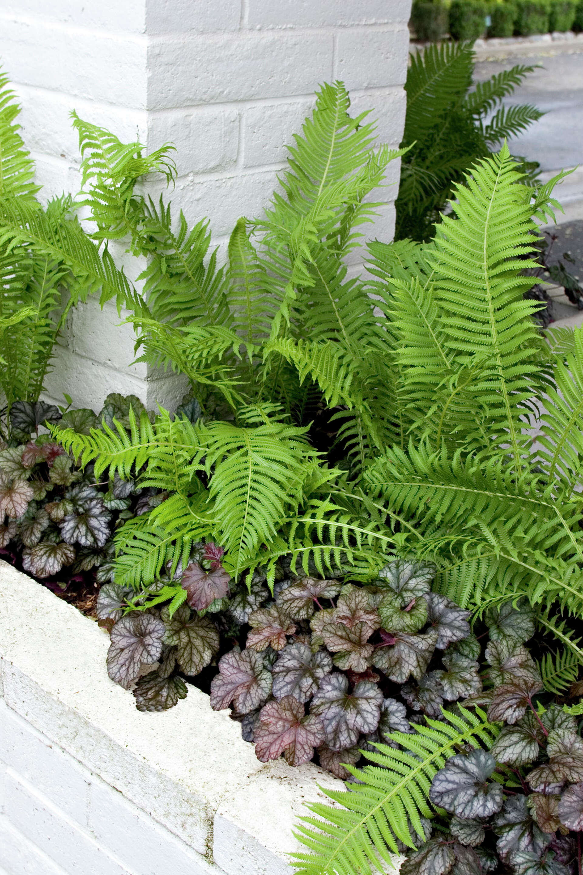 Ferns are easy plants for Houston's climate