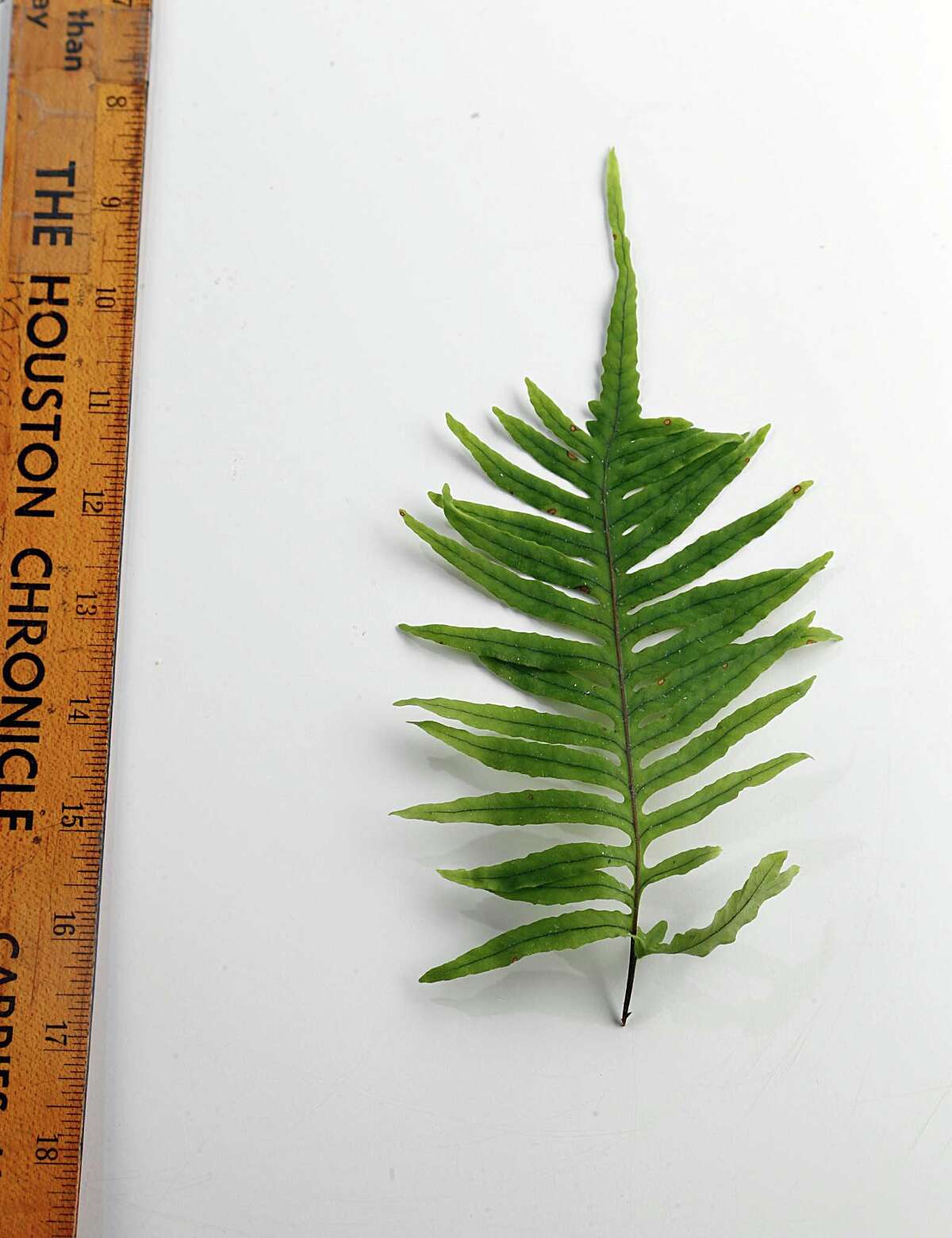 Ferns are easy plants for Houston's climate
