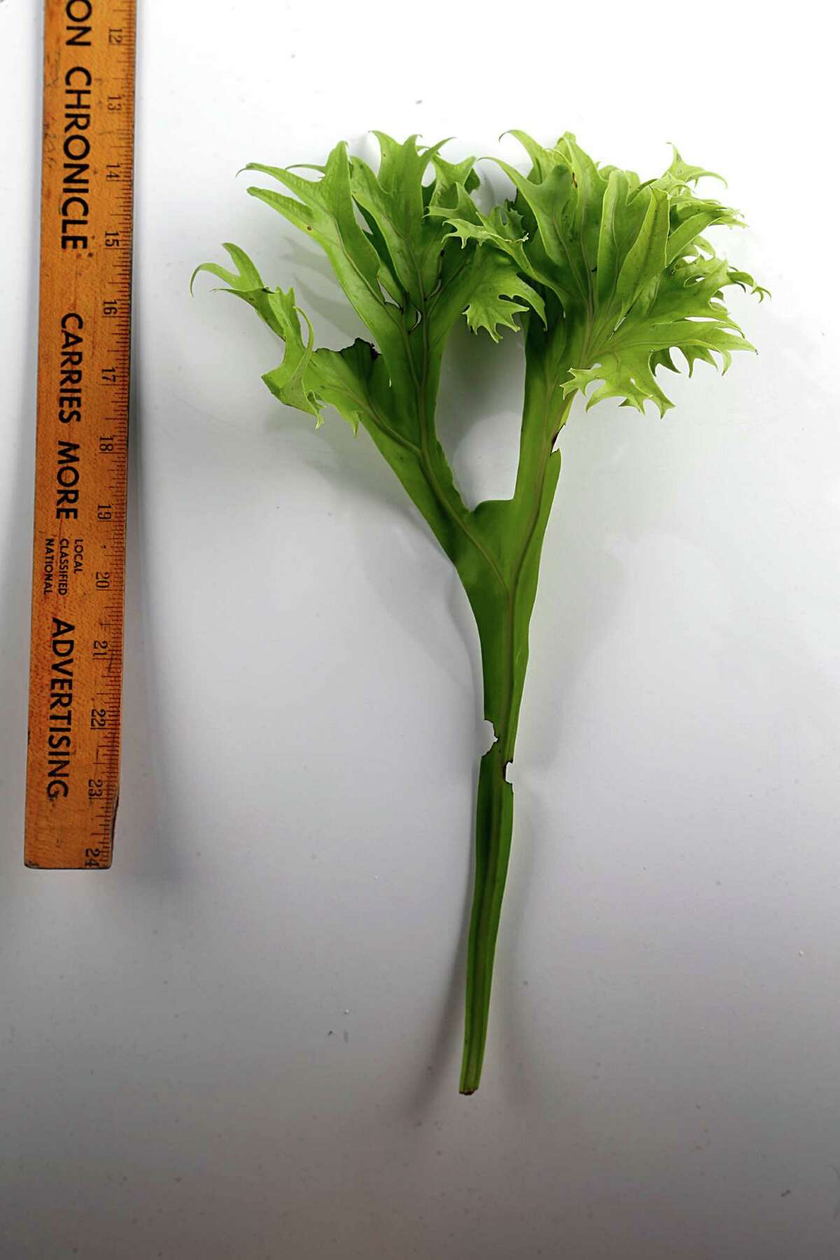 Ferns are easy plants for Houston's climate