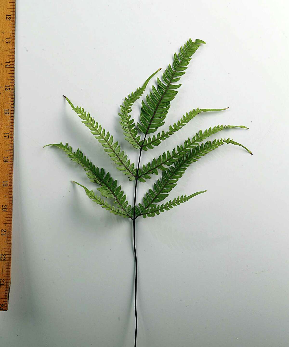 Ferns are easy plants for Houston's climate