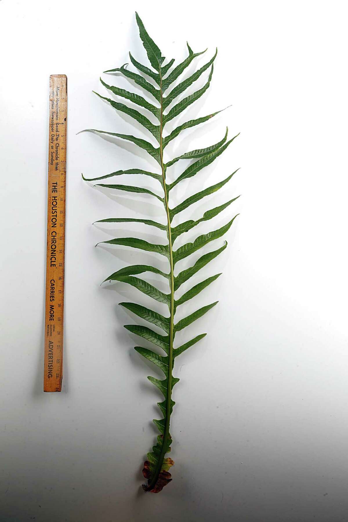 Ferns are easy plants for Houston's climate