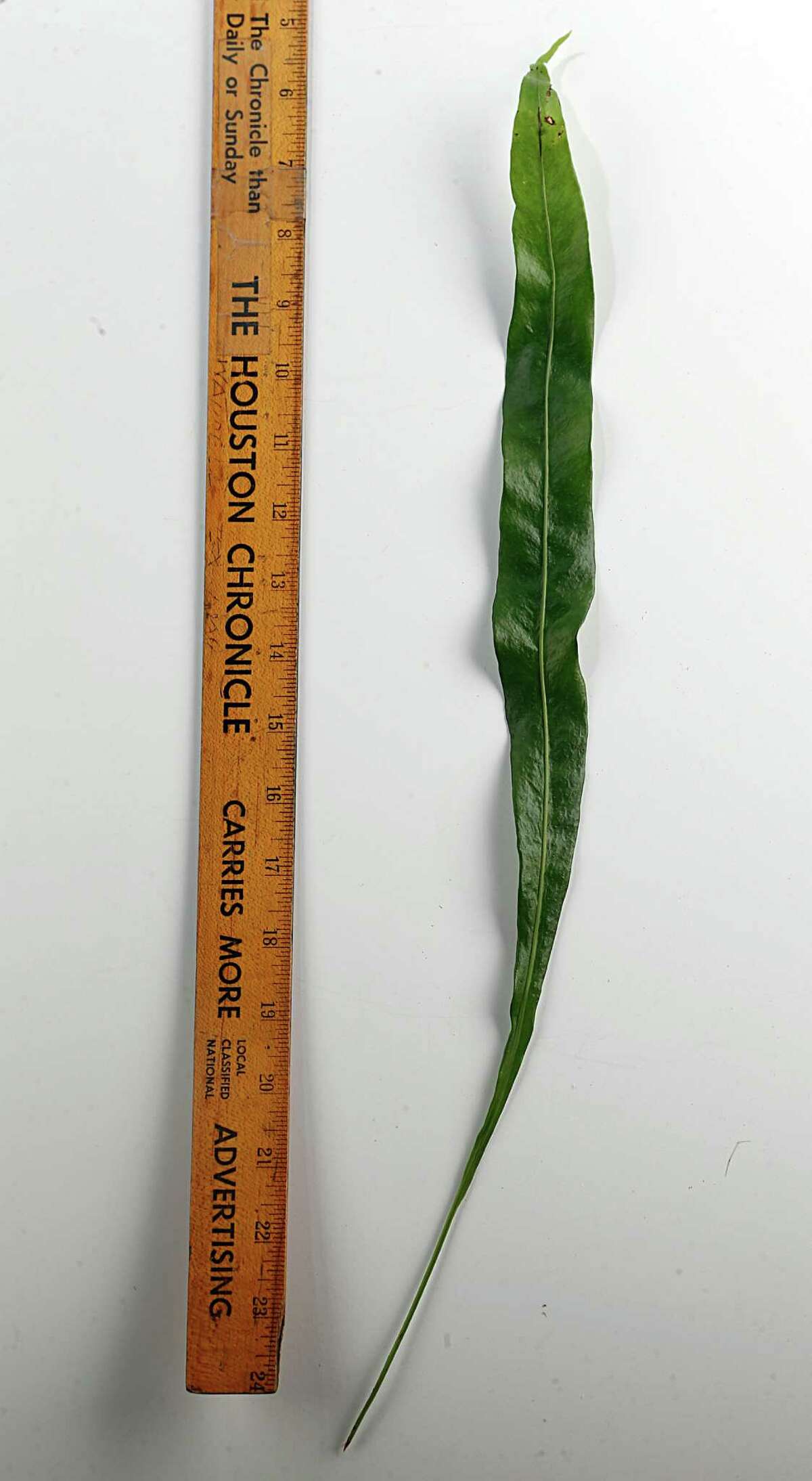 Ferns are easy plants for Houston's climate