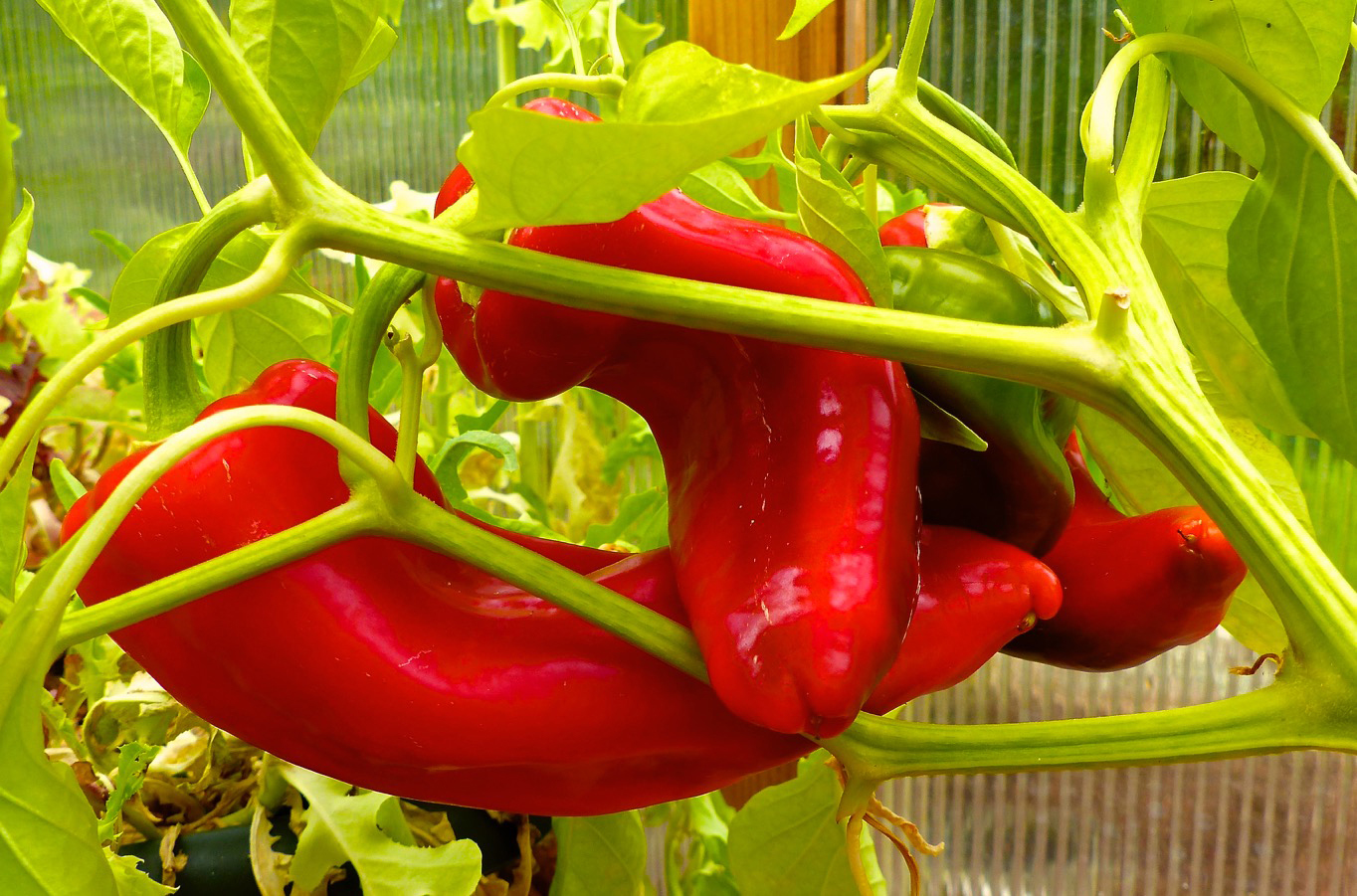 How to choose the right chile pepper for your garden