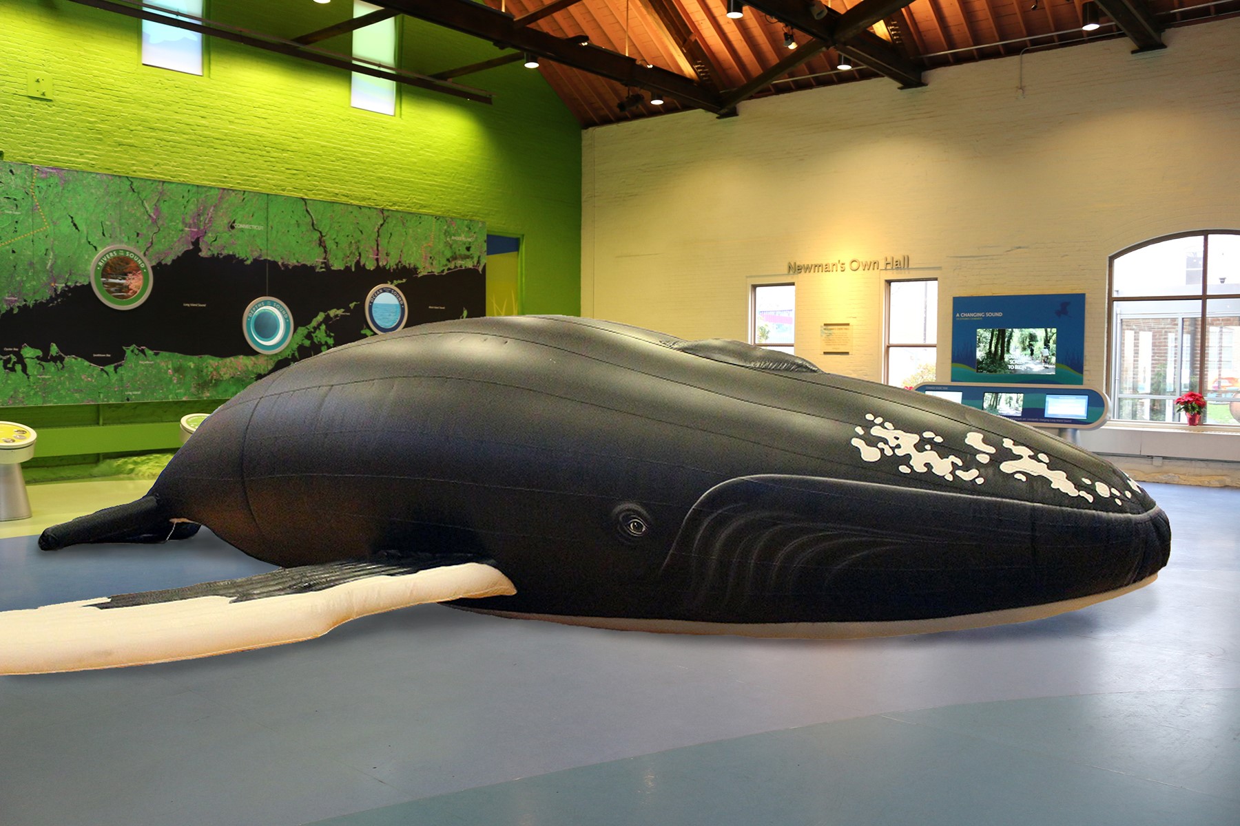 Maritime Aquarium goes overboard for whales
