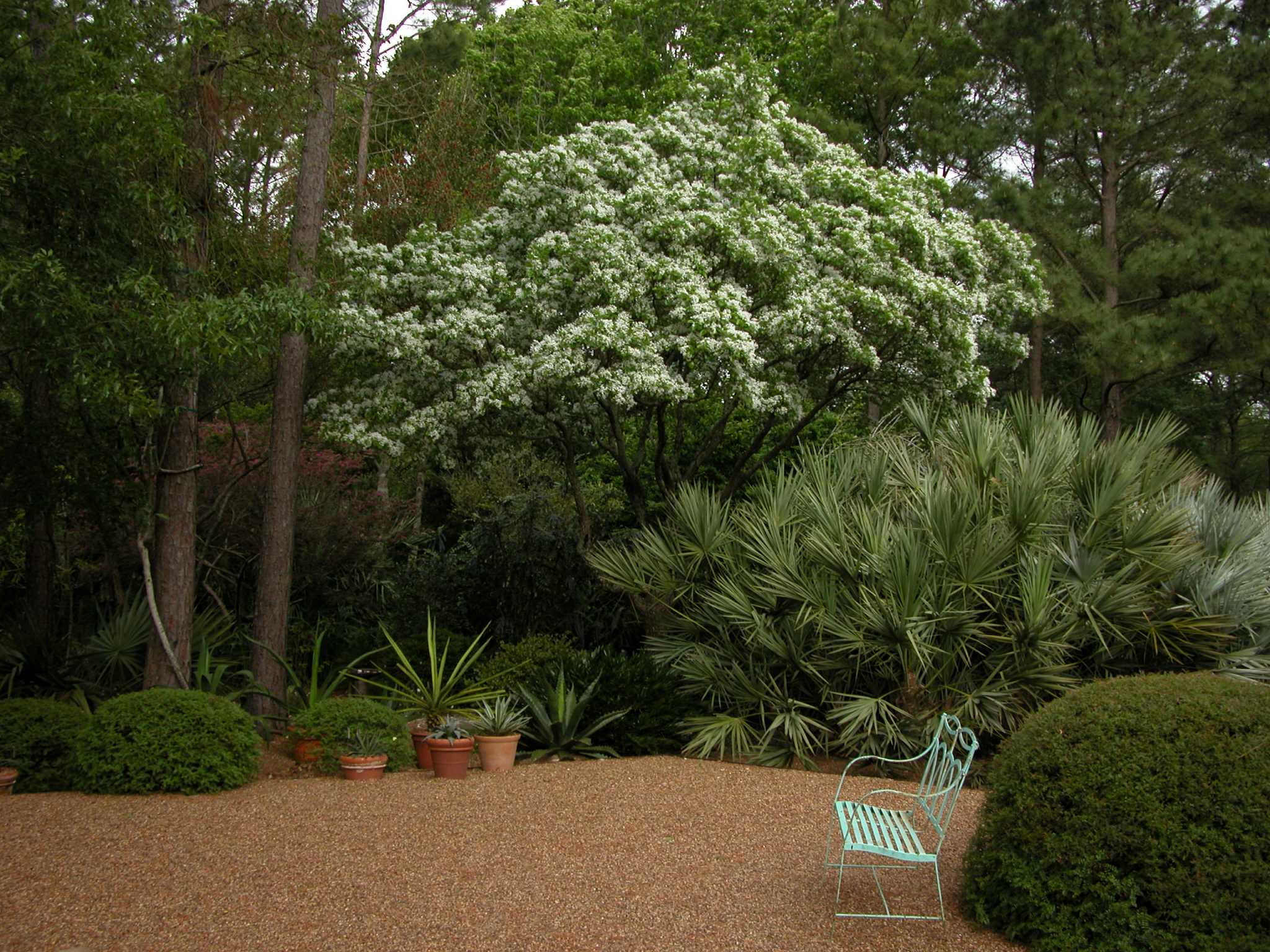 Take care to select trees suited for your yard