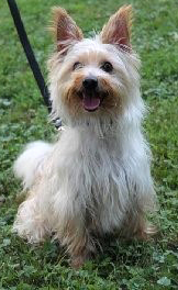 Save Our Strays offers dogs, cats for adoption