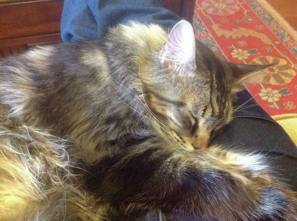 San Jose neighbors mistake massive 27-pound house cat for a wild animal