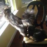 San Jose neighbors mistake massive 27-pound house cat for a wild animal ...