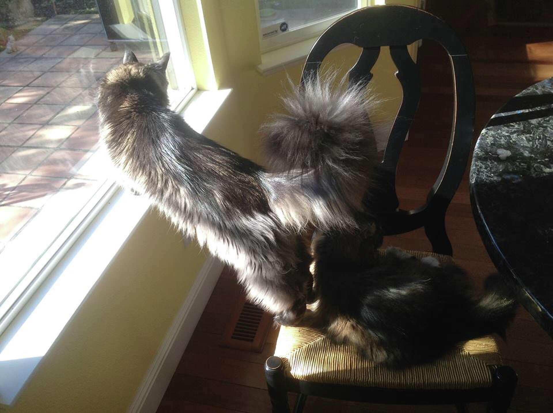 San Jose neighbors mistake massive 27-pound house cat for a wild animal