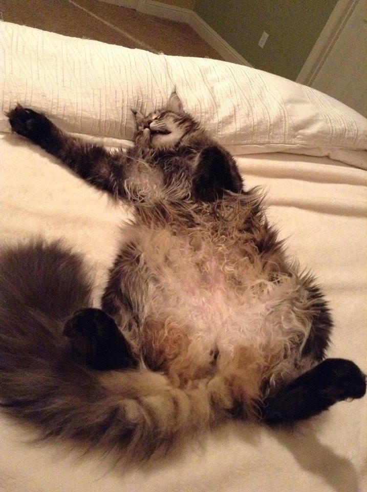 San Jose neighbors mistake massive 27-pound house cat for a wild animal