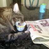 San Jose neighbors mistake massive 27-pound house cat for a wild animal ...