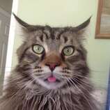 San Jose neighbors mistake massive 27-pound house cat for a wild animal ...