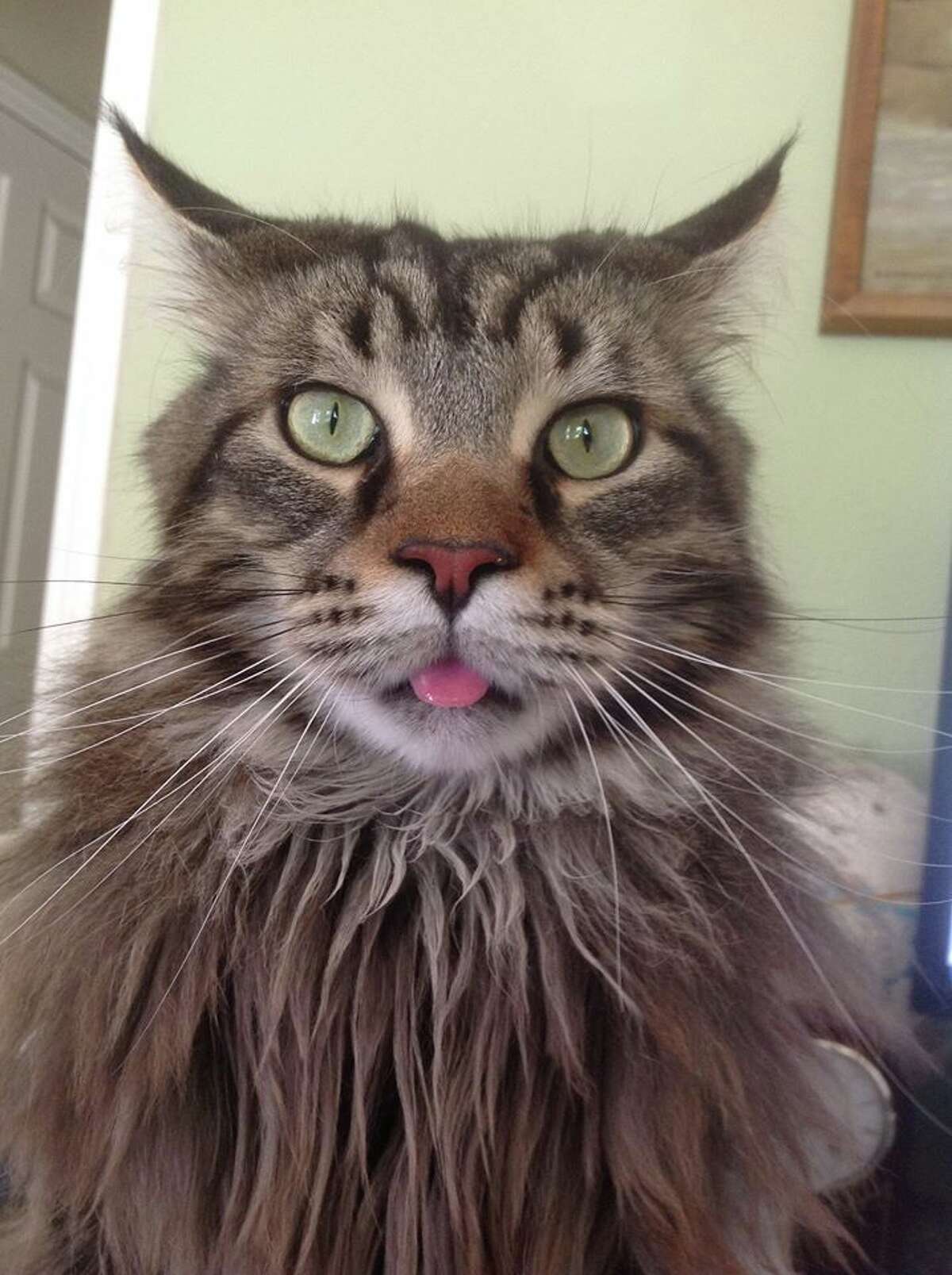 San Jose neighbors mistake massive 27-pound house cat for a wild animal