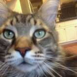 San Jose neighbors mistake massive 27-pound house cat for a wild animal ...