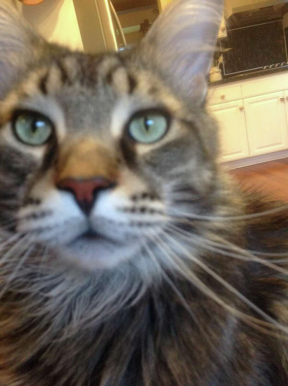 San Jose neighbors mistake massive 27-pound house cat for a wild animal