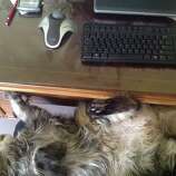 San Jose neighbors mistake massive 27-pound house cat for a wild animal ...