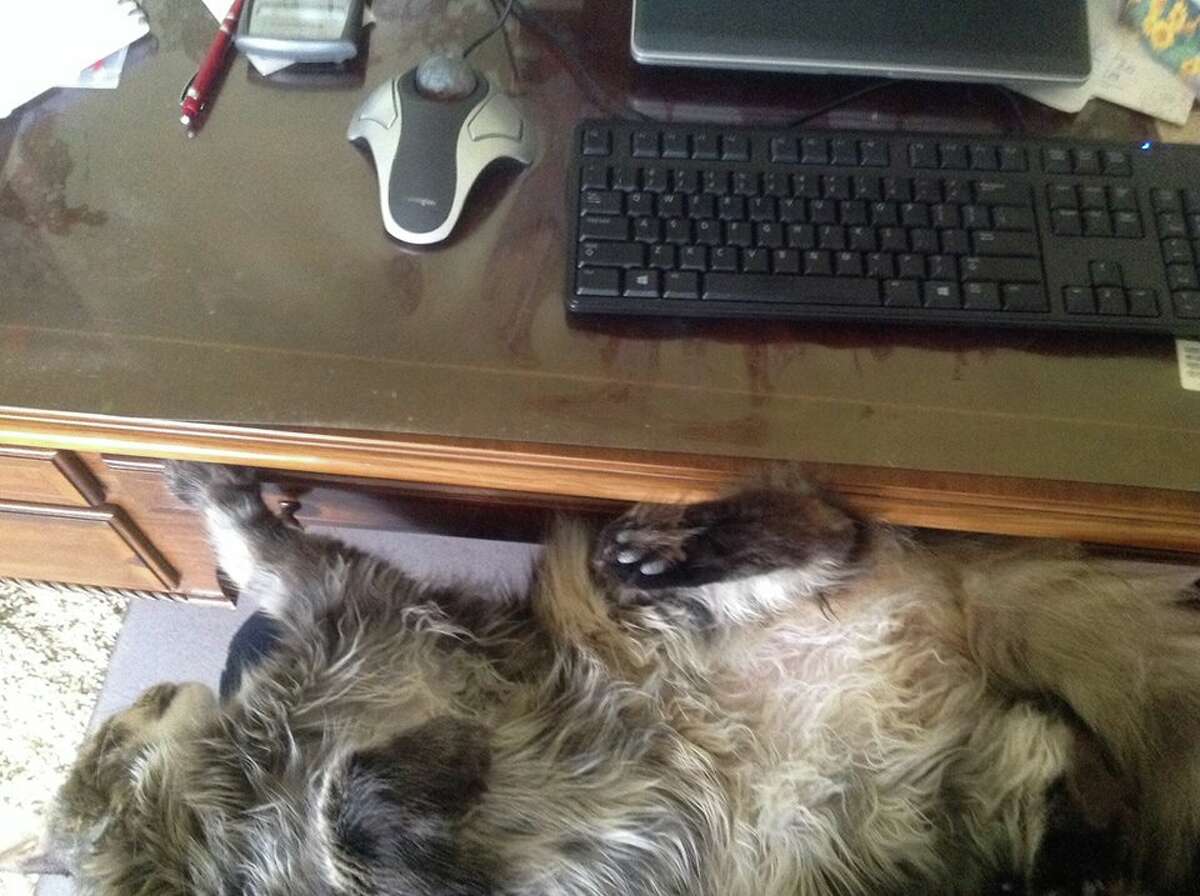 San Jose neighbors mistake massive 27-pound house cat for a wild animal