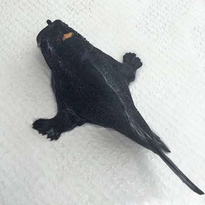 Weird 'fish with legs' found by New Zealand snorkelers puzzles scientists