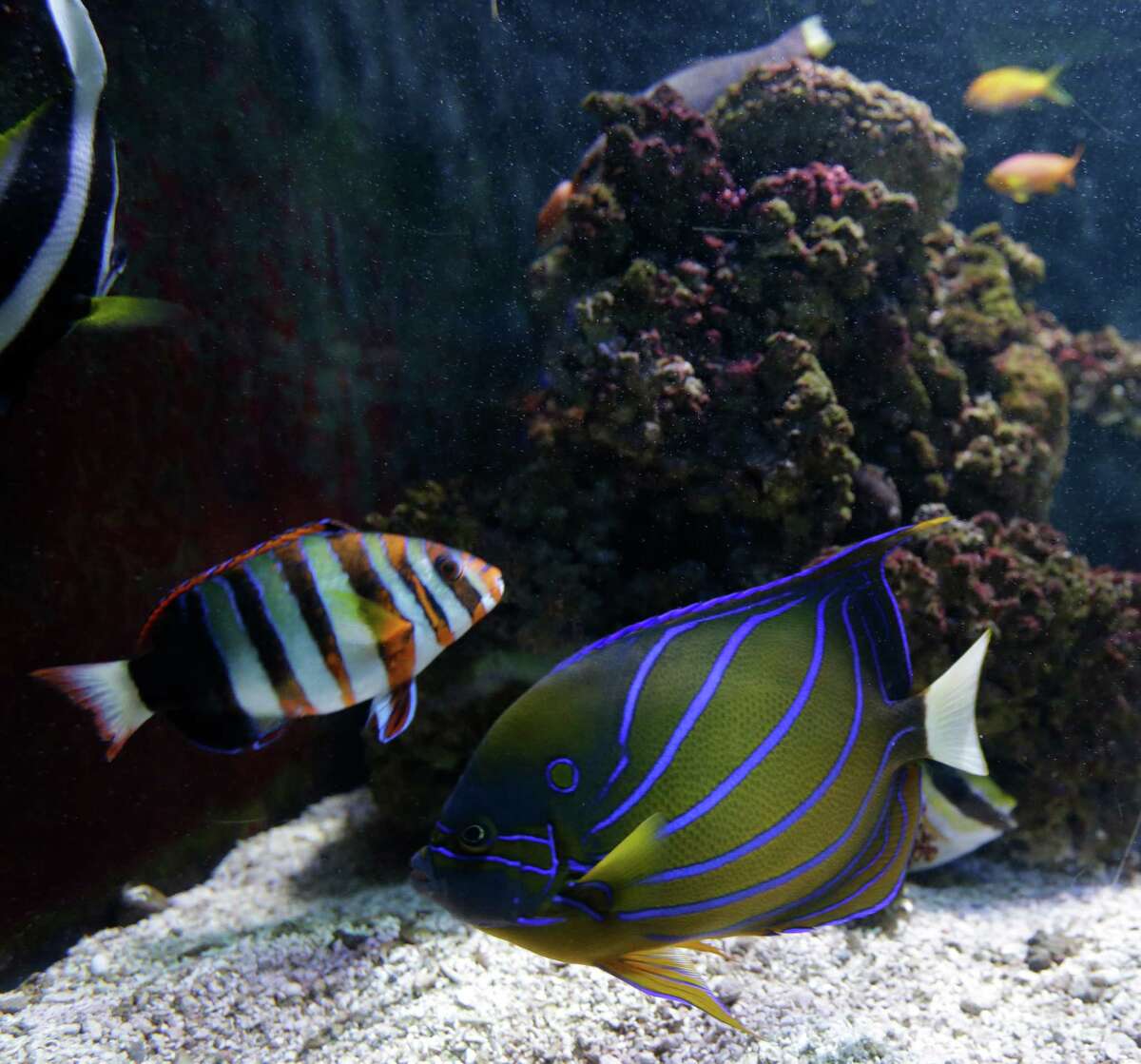Houston Zoo shows off newly-remodeled aquarium