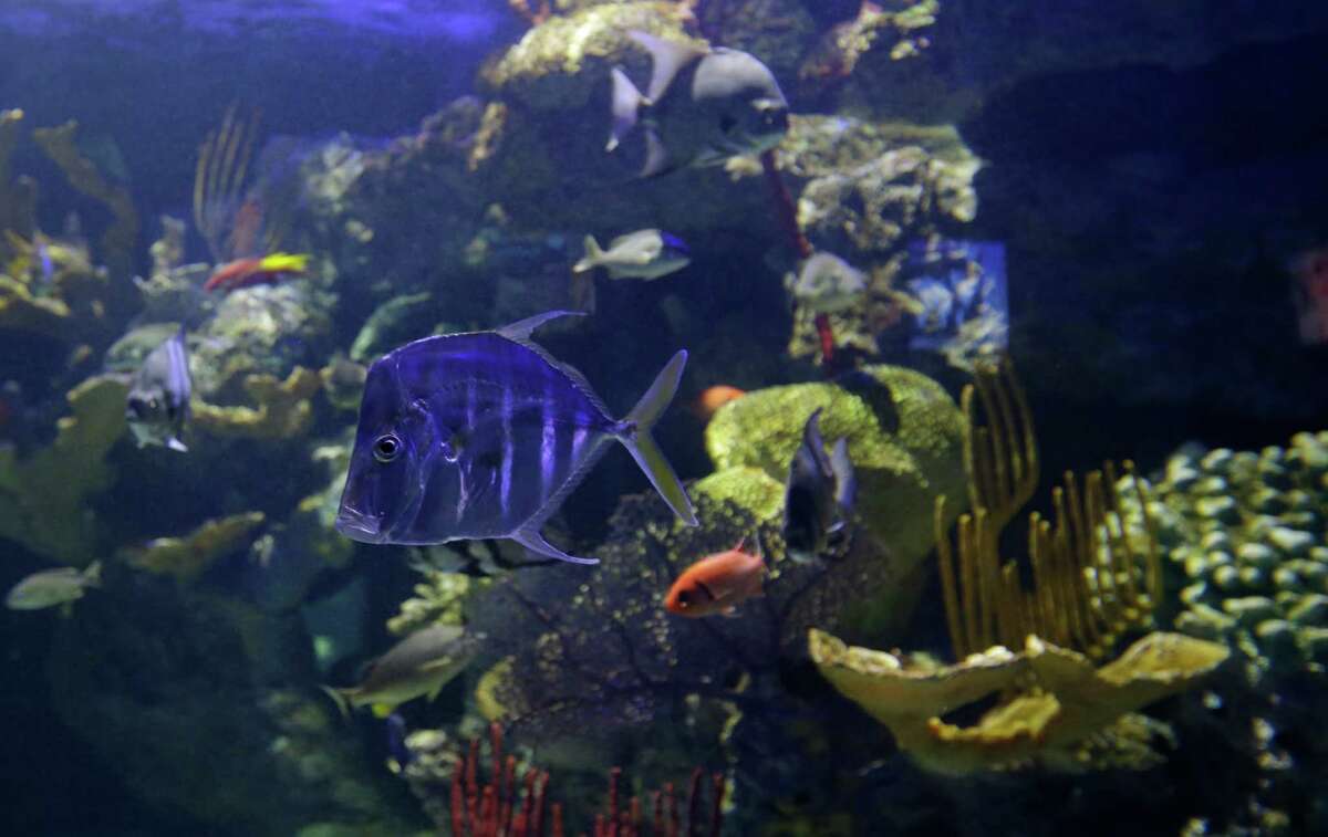 Houston Zoo shows off newly-remodeled aquarium