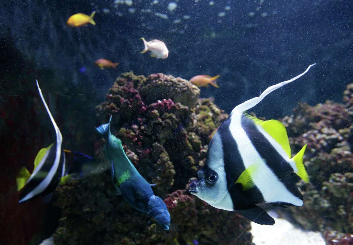 Houston Zoo shows off newly-remodeled aquarium