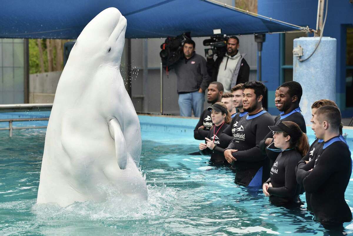 SeaWorld Orlando suspends Beluga Interaction Program, still open in San ...