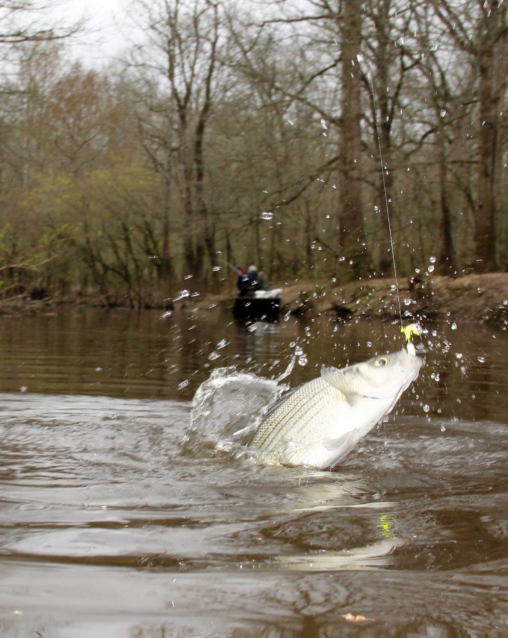 Sheepshead, white bass are wintertime hits for anglers