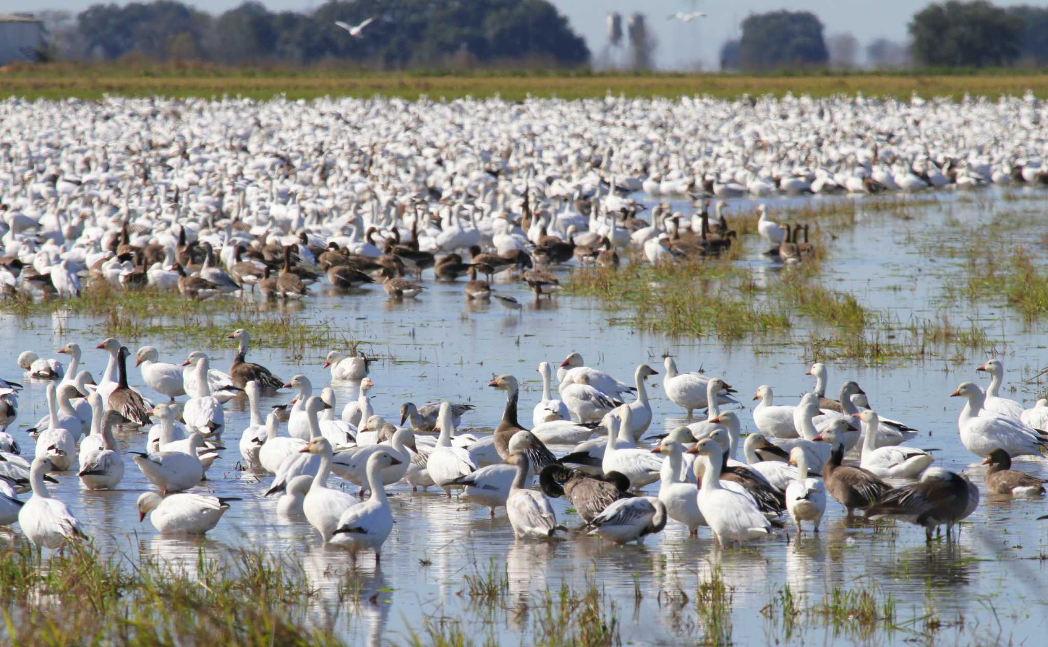 Birds without borders
