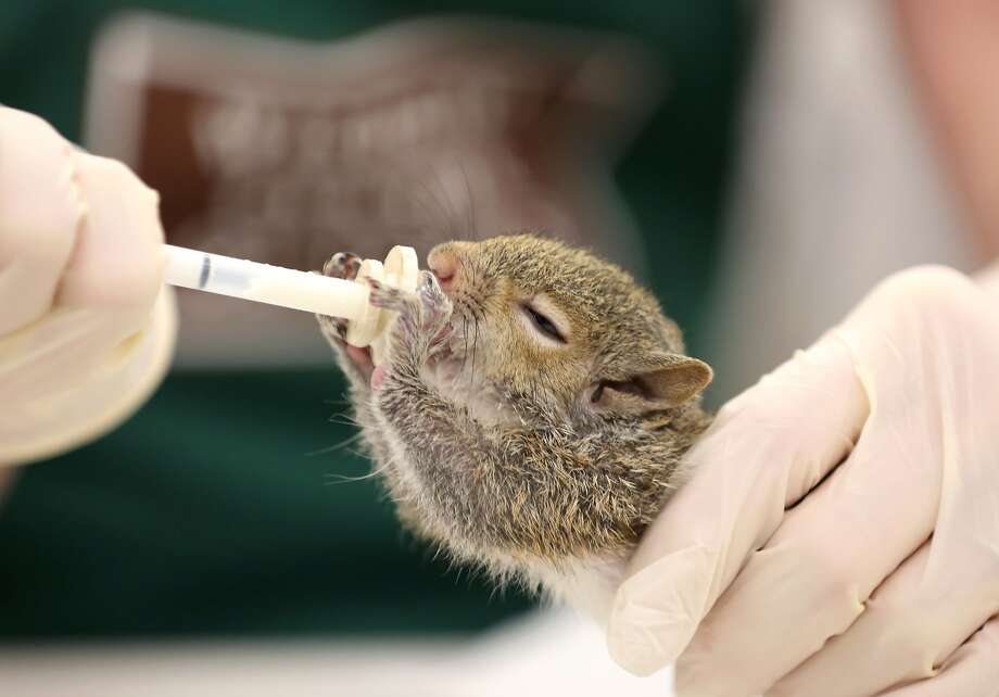 17 amusing squirrel photos for National Squirrel Day - SFGate