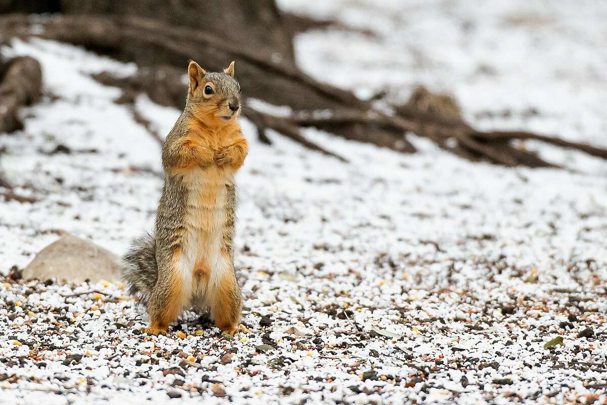 17 amusing squirrel photos for National Squirrel Day