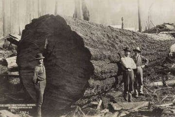 Northwest logging scenes from the early days