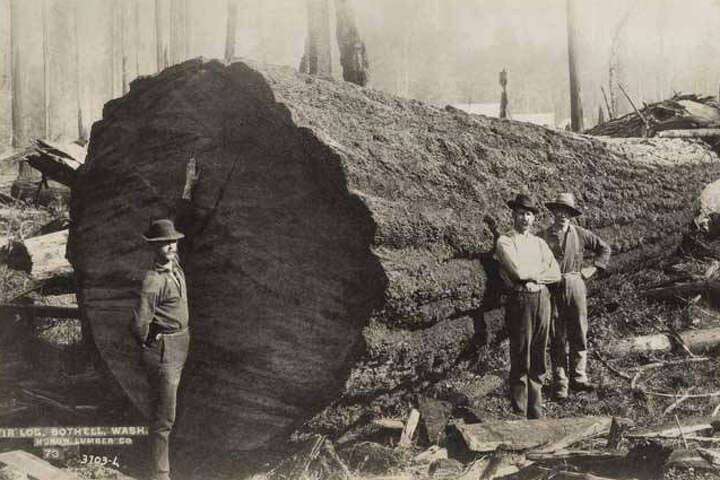 Northwest logging scenes from the early days