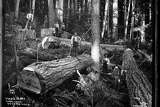 Northwest logging scenes from the early days