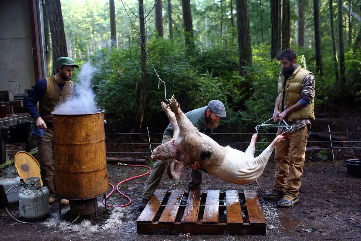 Students learn the art of pig harvesting on Vashon farm