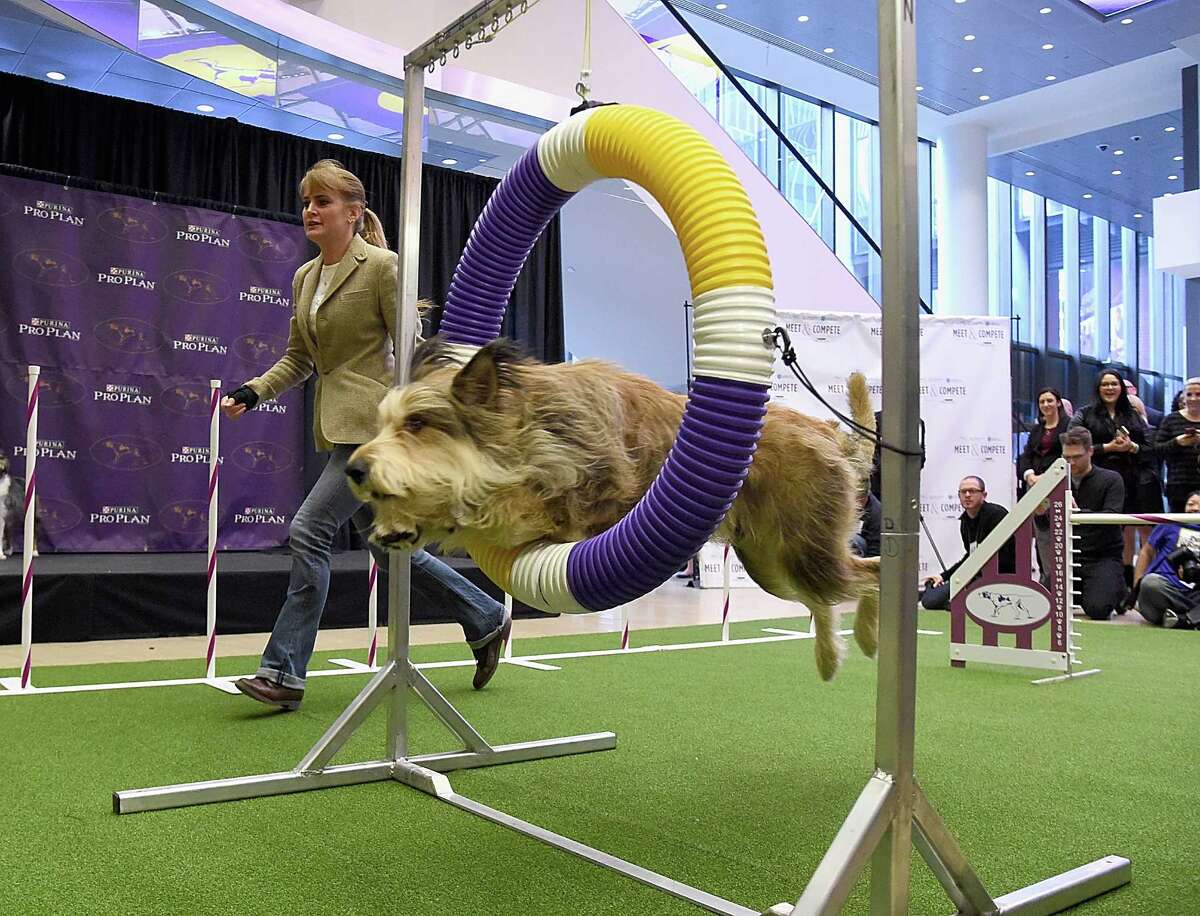 New at Westminster dog show: 7 breeds, obedience contest
