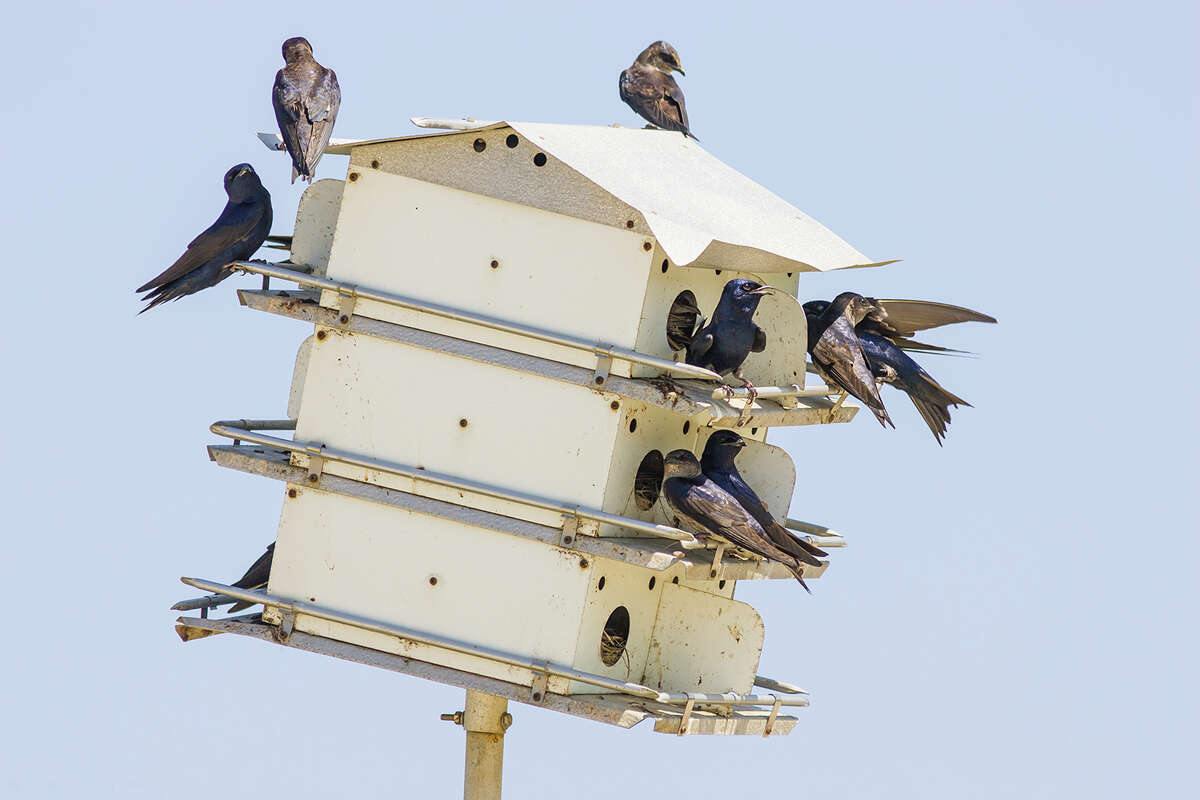 Purple martins begin to arrive