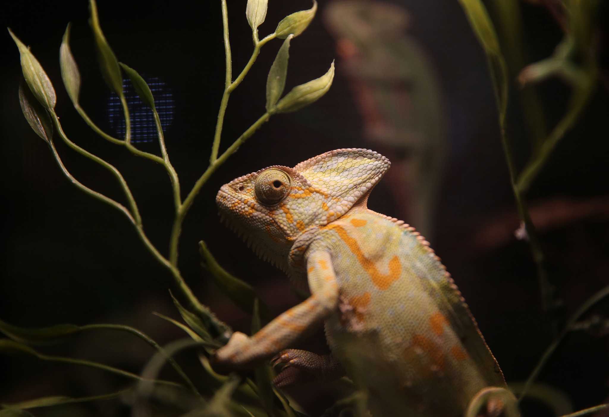 Houston Exotic Reptile and Pet Show