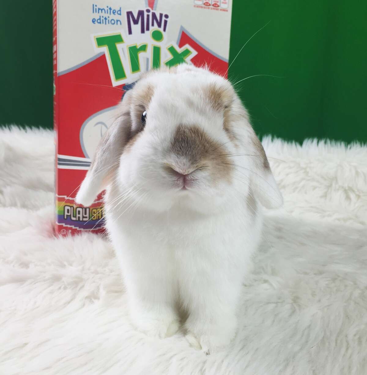 Finalists for the new Trix Rabbit