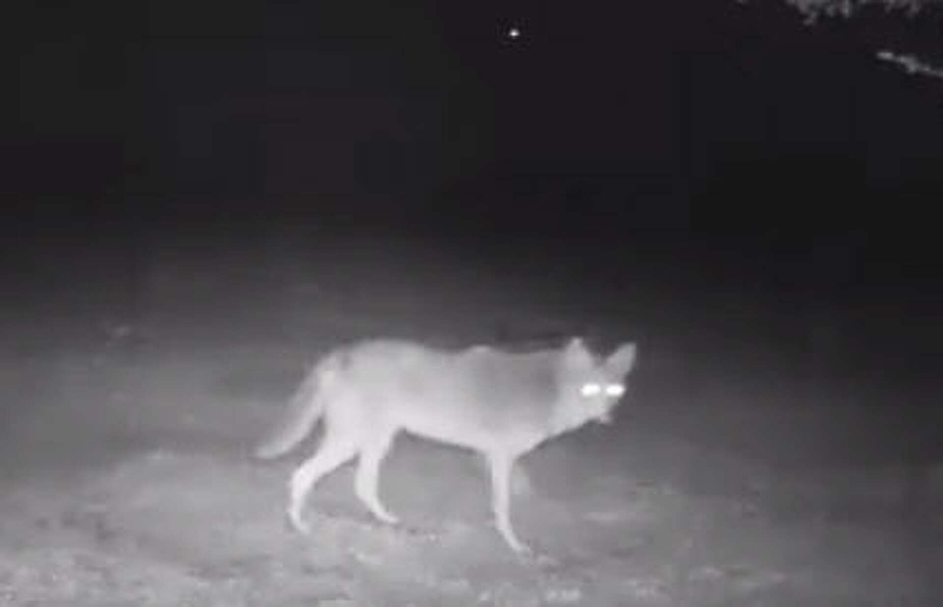 Skinned coyote found hanging from tree in Bay Area park linked to ...