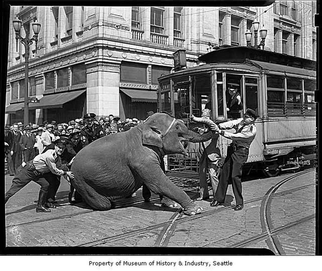 110 years ago: Elephant escapes, runs wild through amusement park in ...