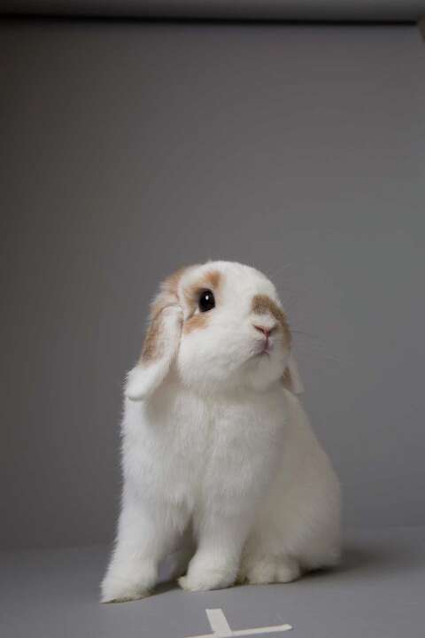 Local bunny hops onto cereal box