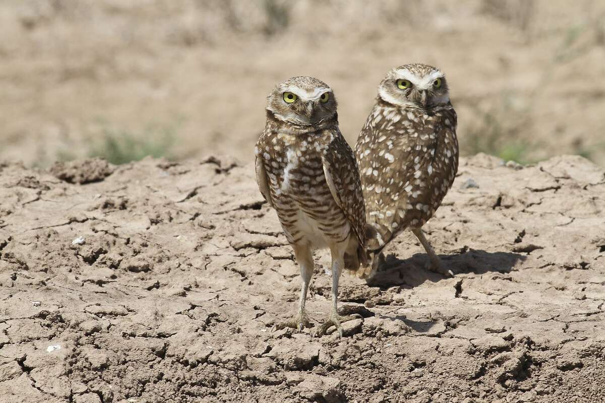 Mojave Desert areas on verge of protection under 1906 law